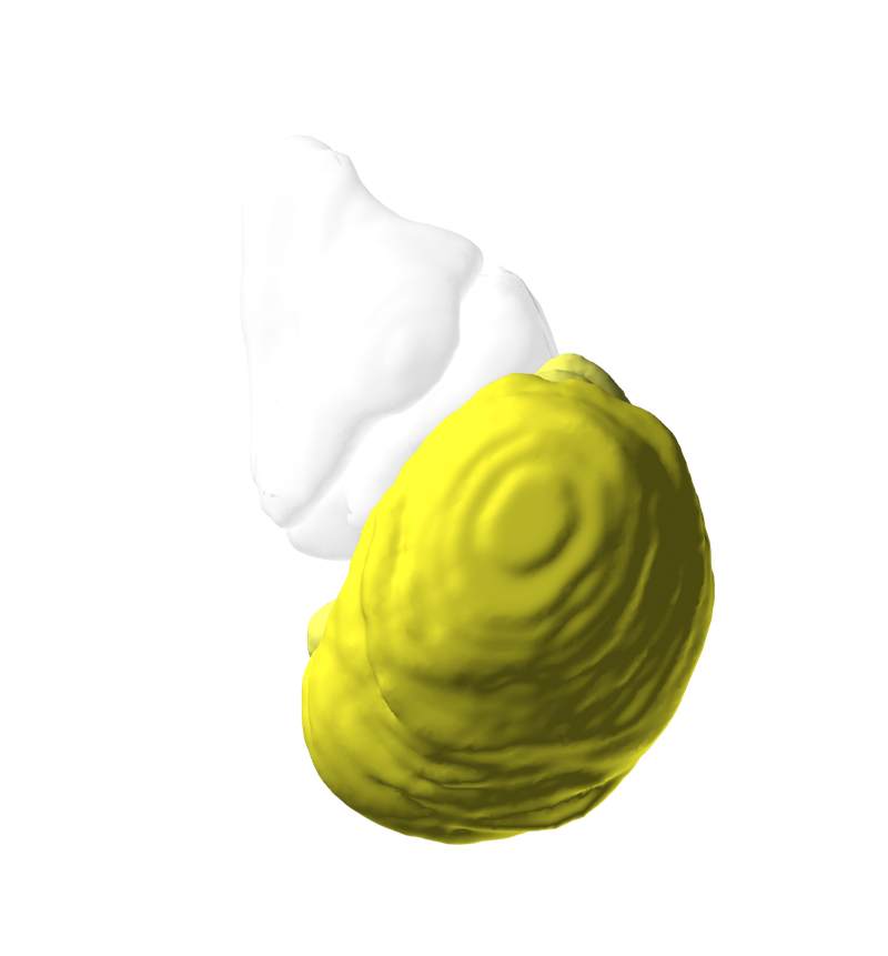 Insect Brain Database